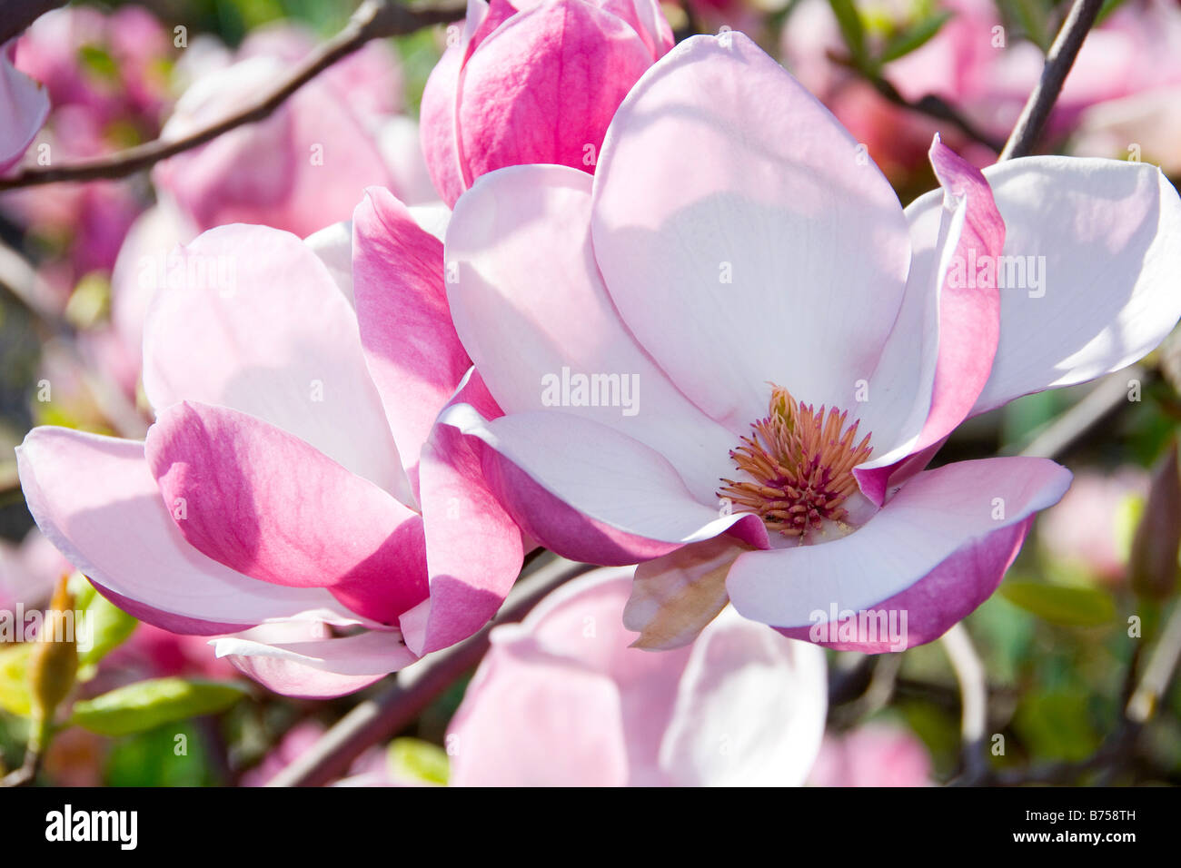 Pink magnolia flowers close up Magnolia soulangiana Stock Photo - Alamy