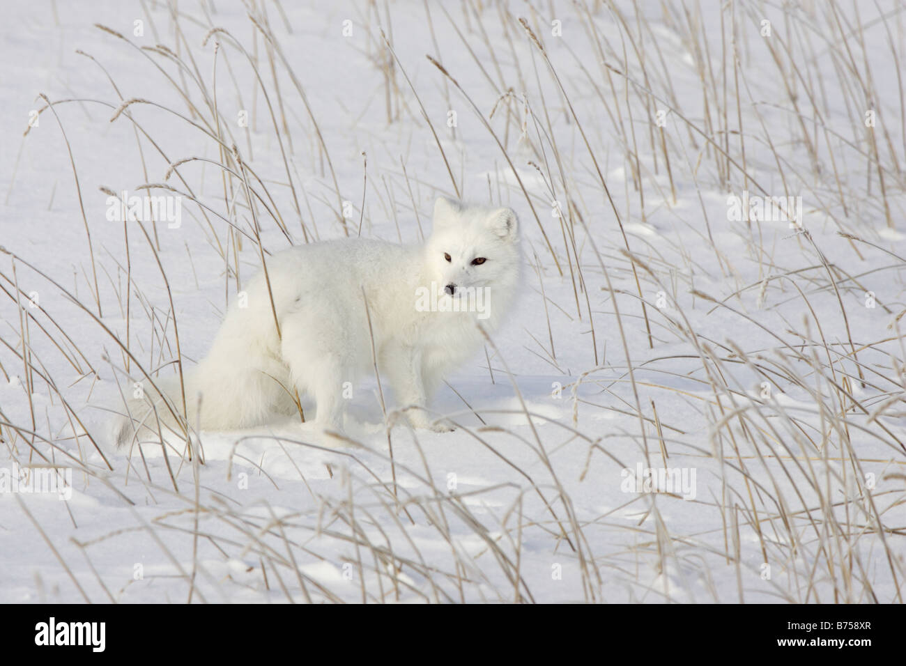 Arctic Fox in the snow Stock Photo - Alamy