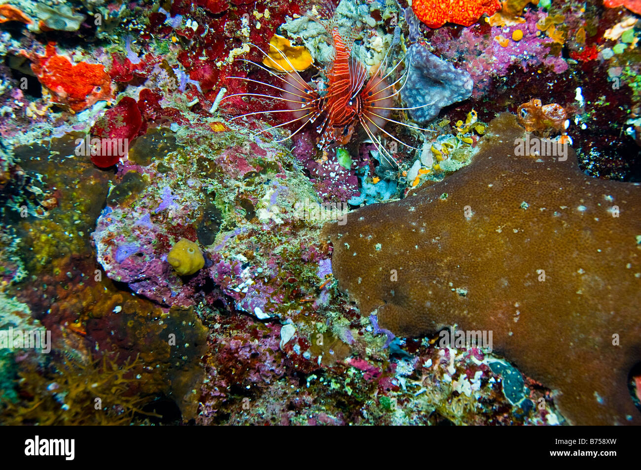 single spotfin lionfish surrounded by colorful coral of great barrier ...
