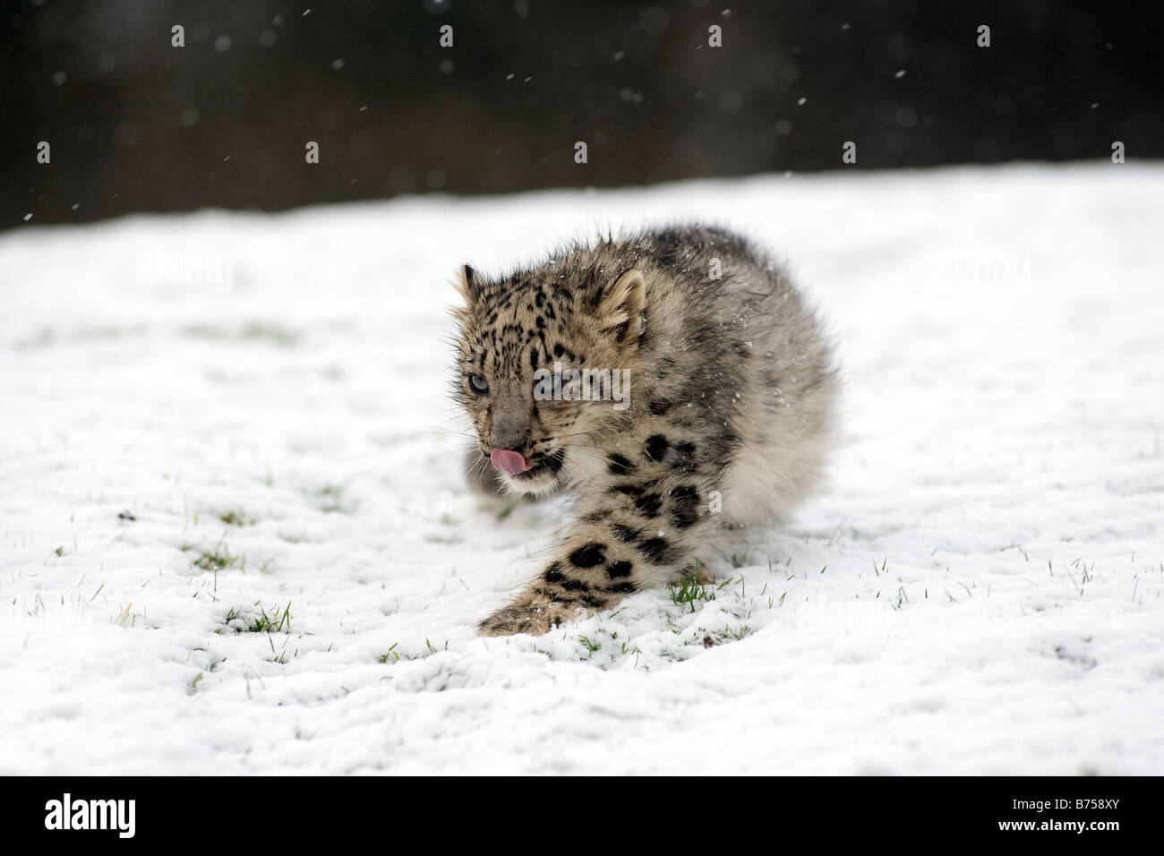 Snow Leopard Cub in the snow Stock Photo - Alamy