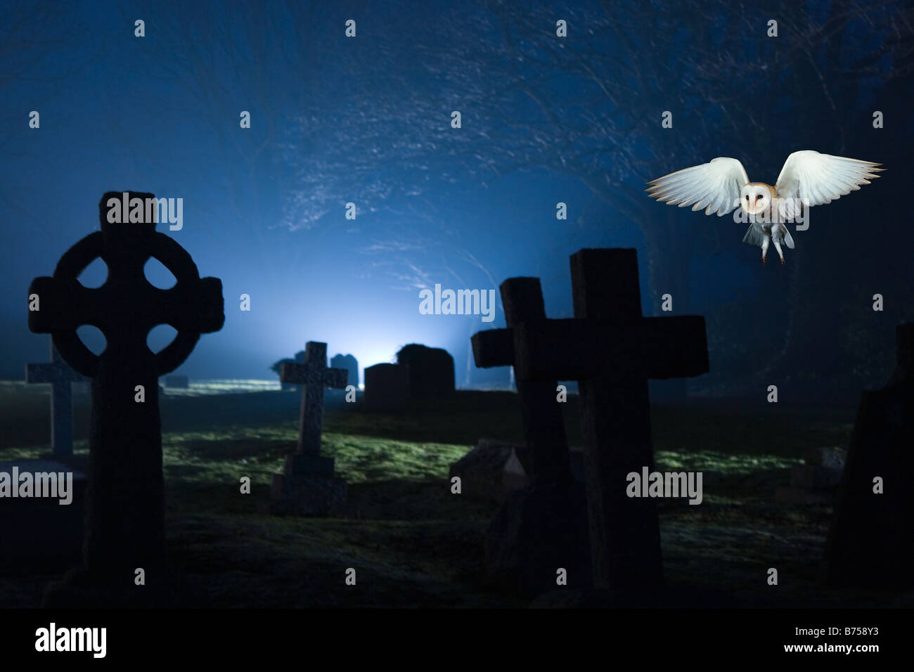 Barn Owl Tyto alba flying at night in churchyard Stock Photo - Alamy