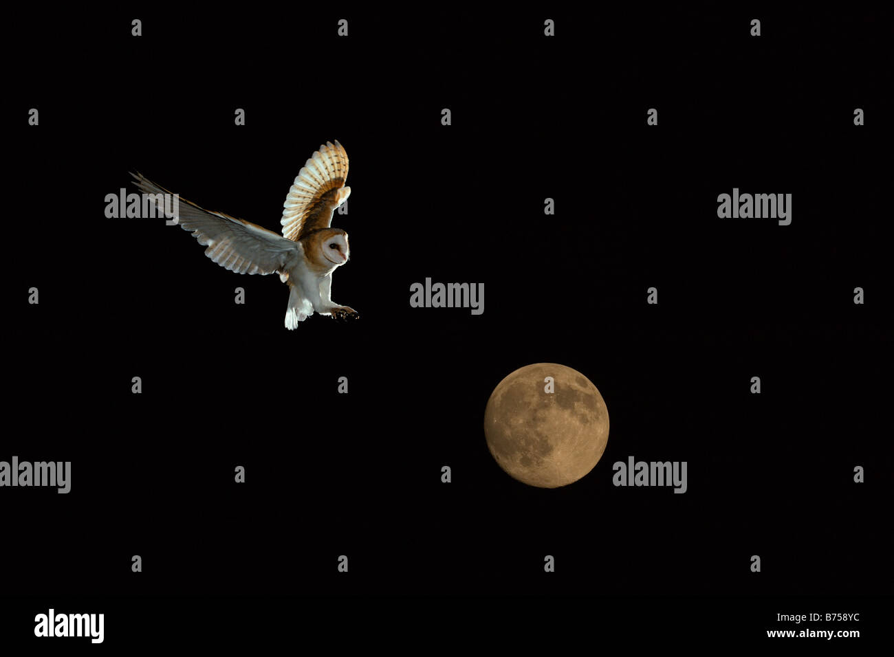 Moon Barn Owl High Resolution Stock Photography and Images - Alamy