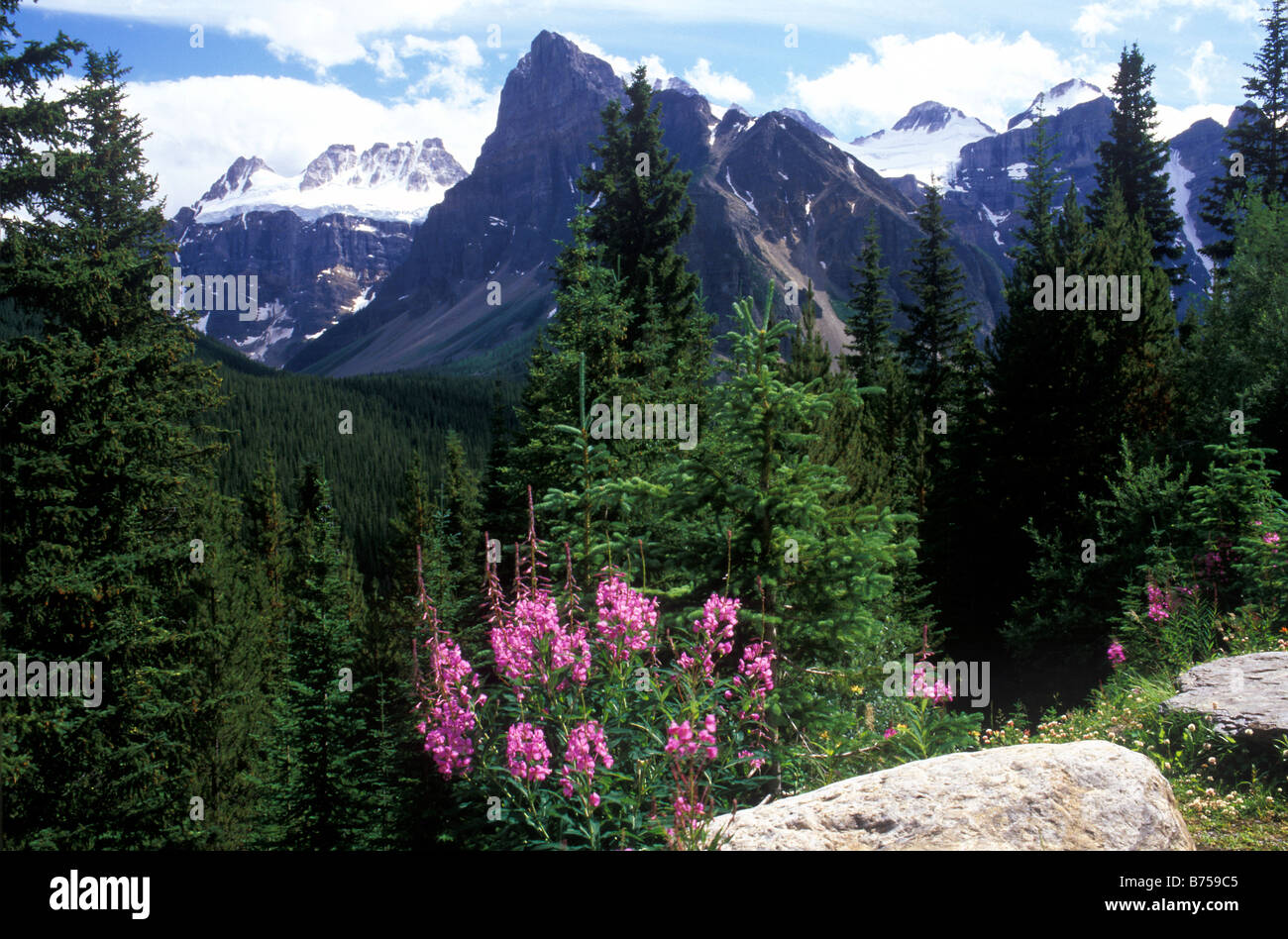 Banff national park mountain wildflowers hi-res stock photography and ...