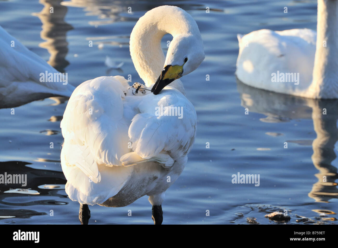 rear view Berwick swan with a satellite tracking device strapped to its ...