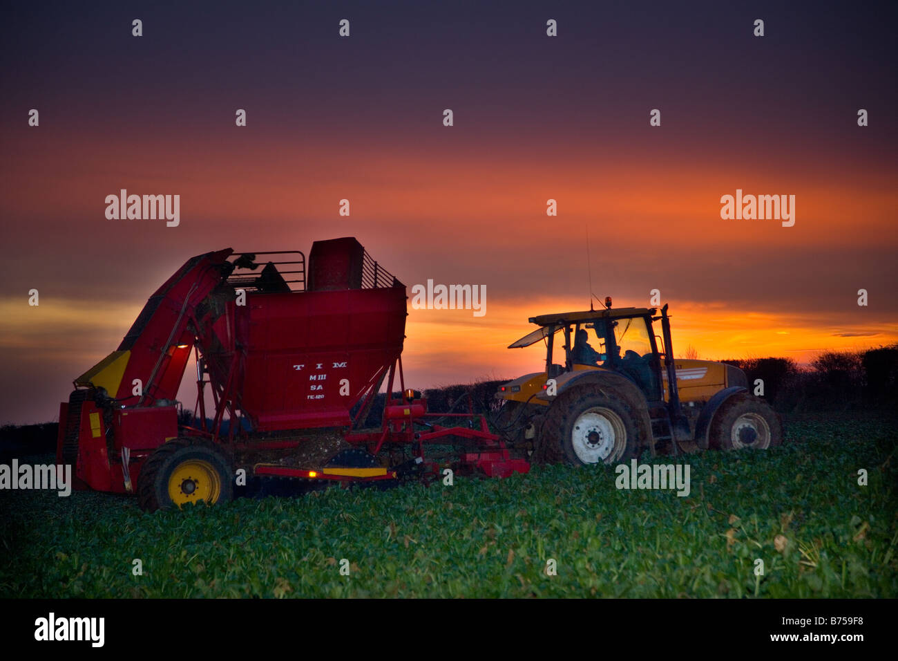 Sugar beet fields hi-res stock photography and images - Alamy