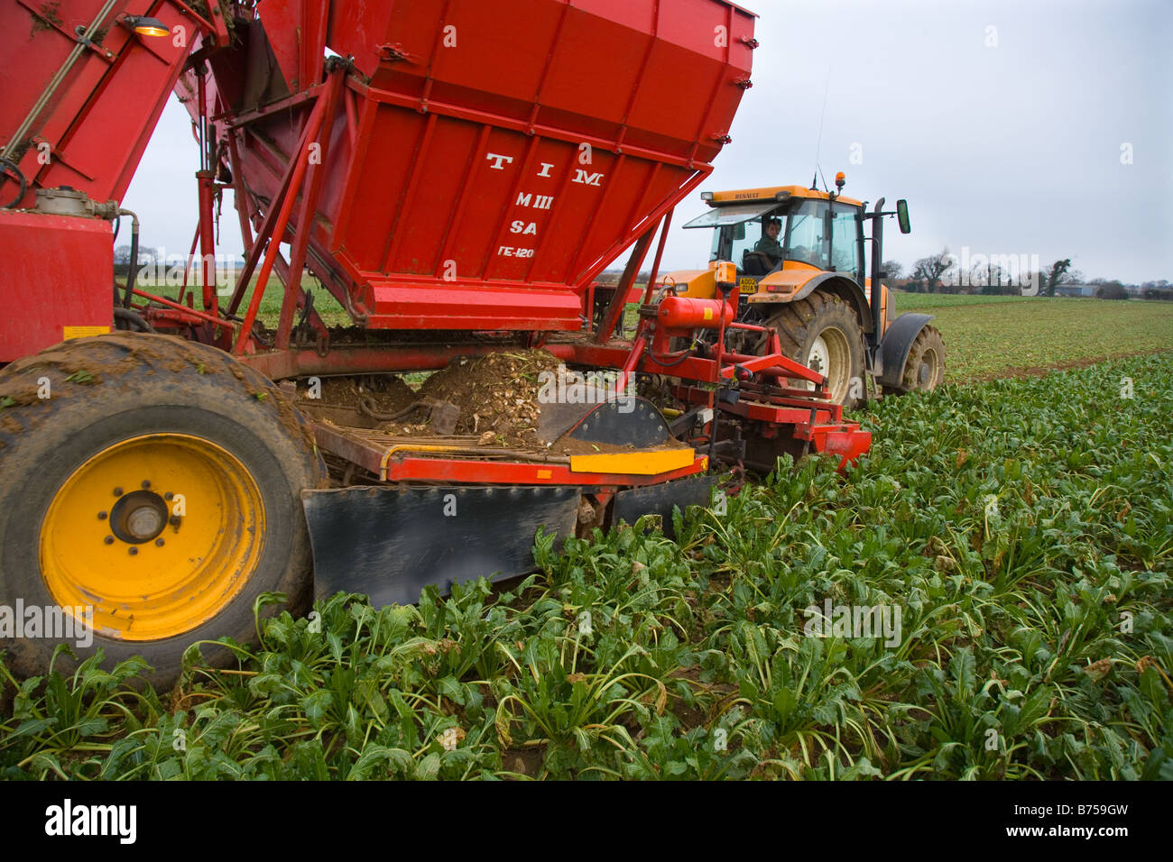 Sugar Beet Fields High Resolution Stock Photography and Images - Alamy