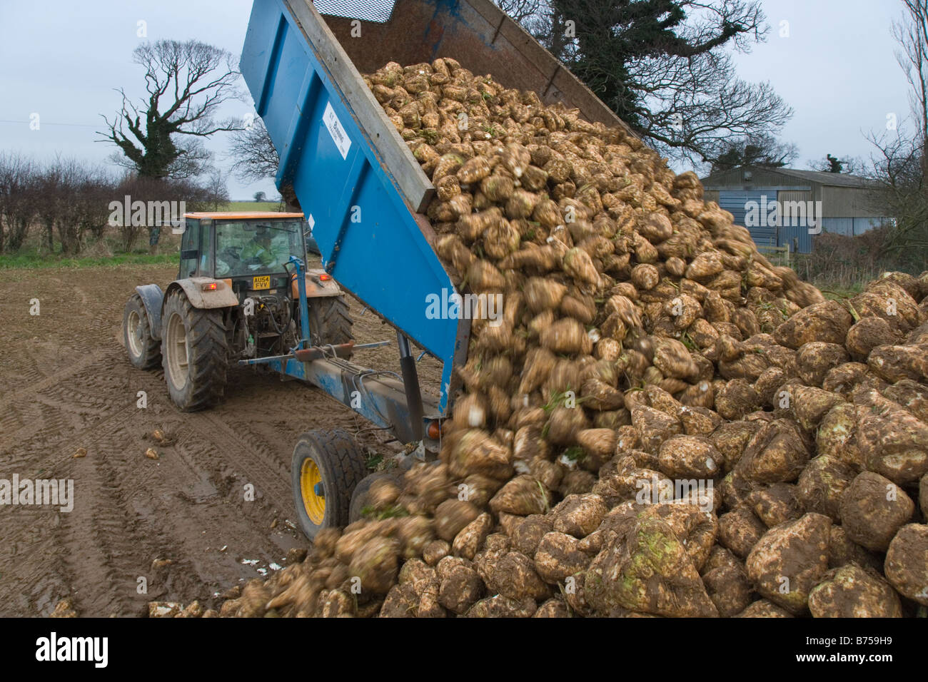 Tractor and trailer tipping Sugar Beet at Gimingham Norfolk Winter ...