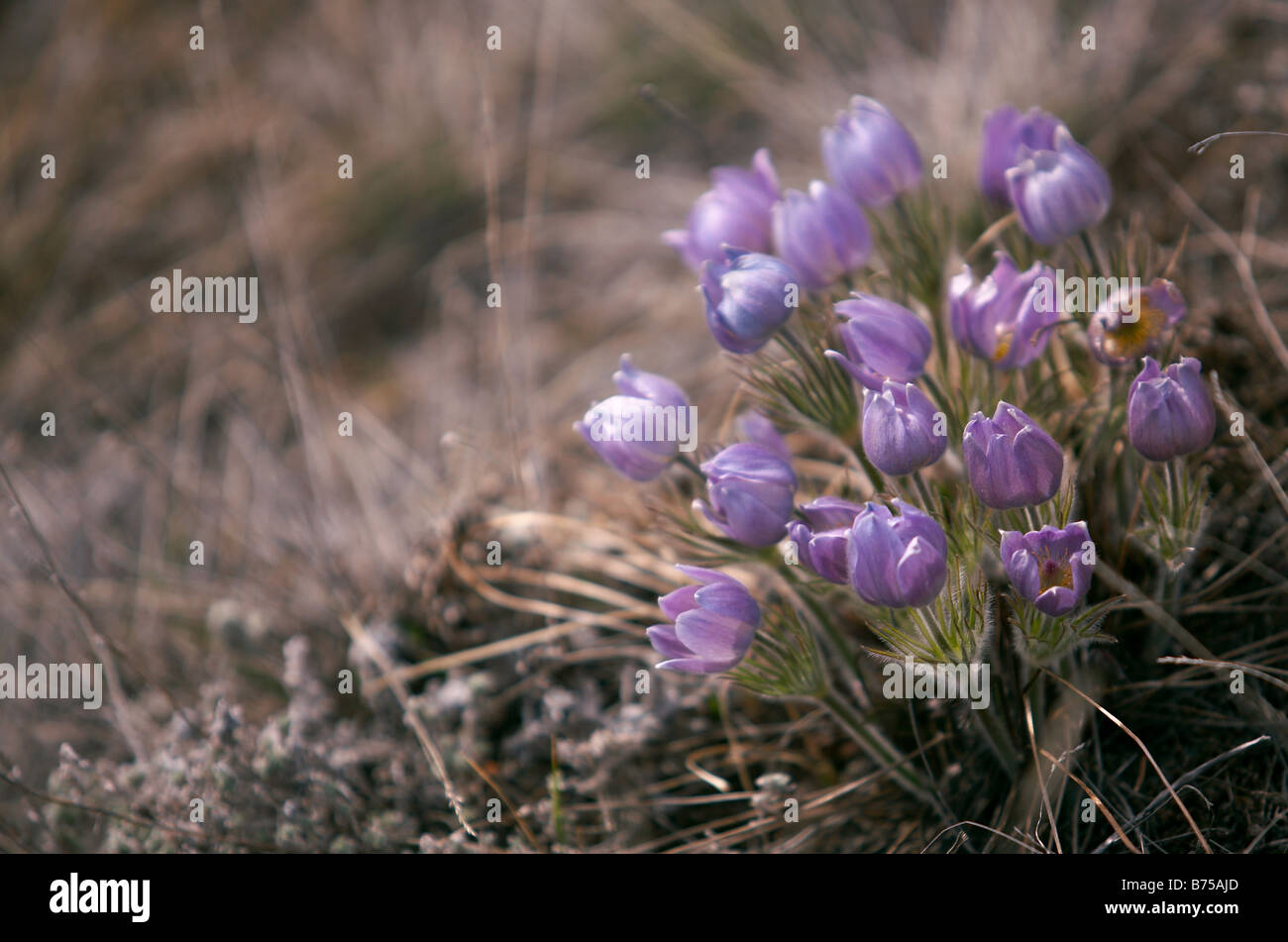 Close-up of purple Prairie crocus, Whitehorse, Yukon, Canada Stock ...