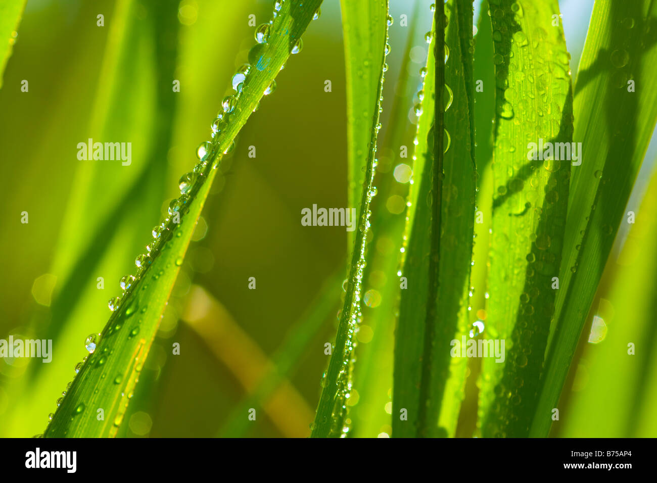 Covered with dew hi-res stock photography and images - Alamy