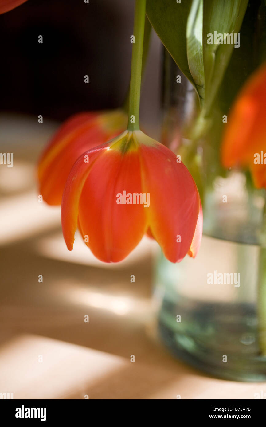 Drooping tulip hi-res stock photography and images - Alamy