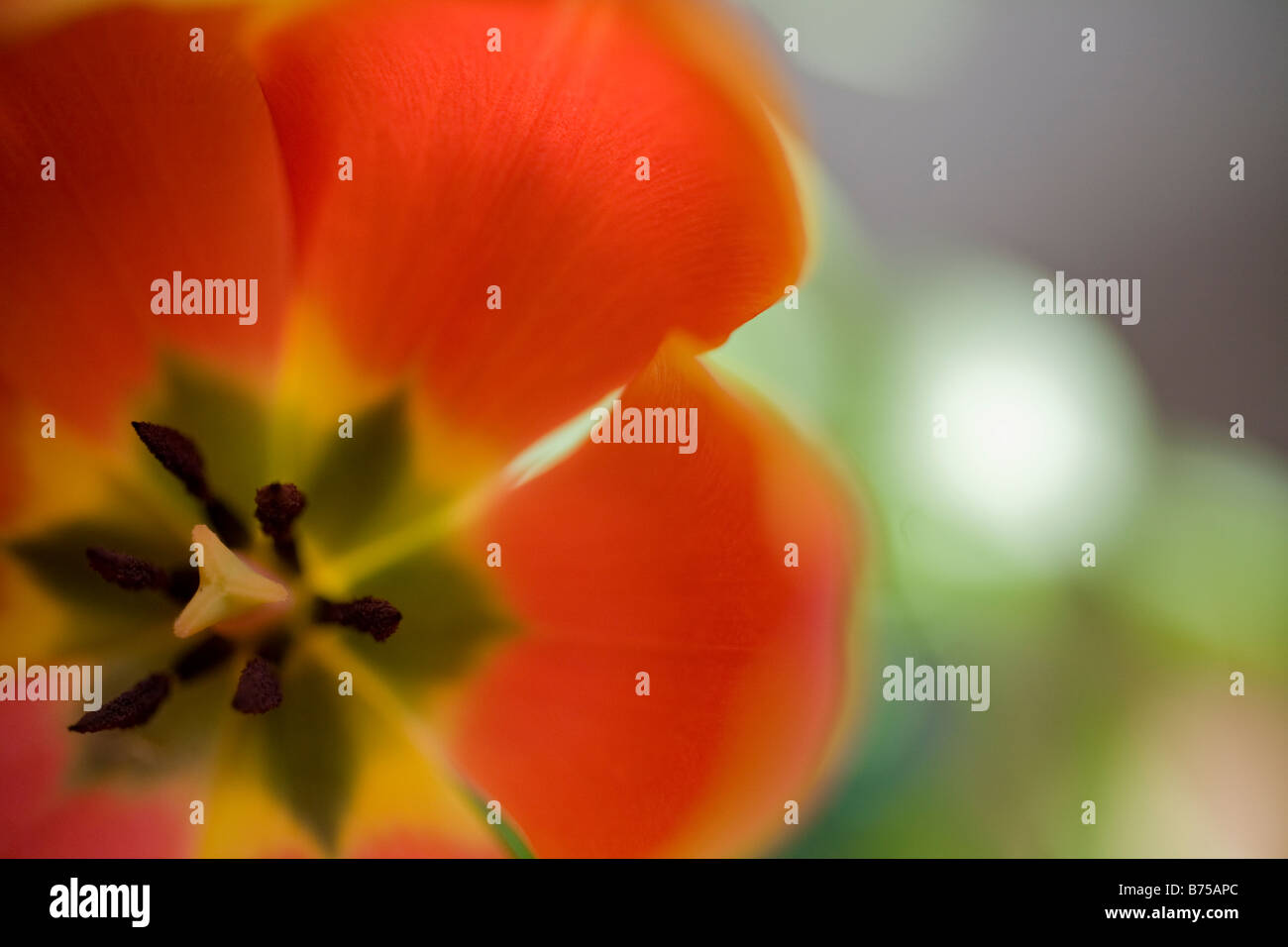Close-up center of orange tulip Stock Photo - Alamy