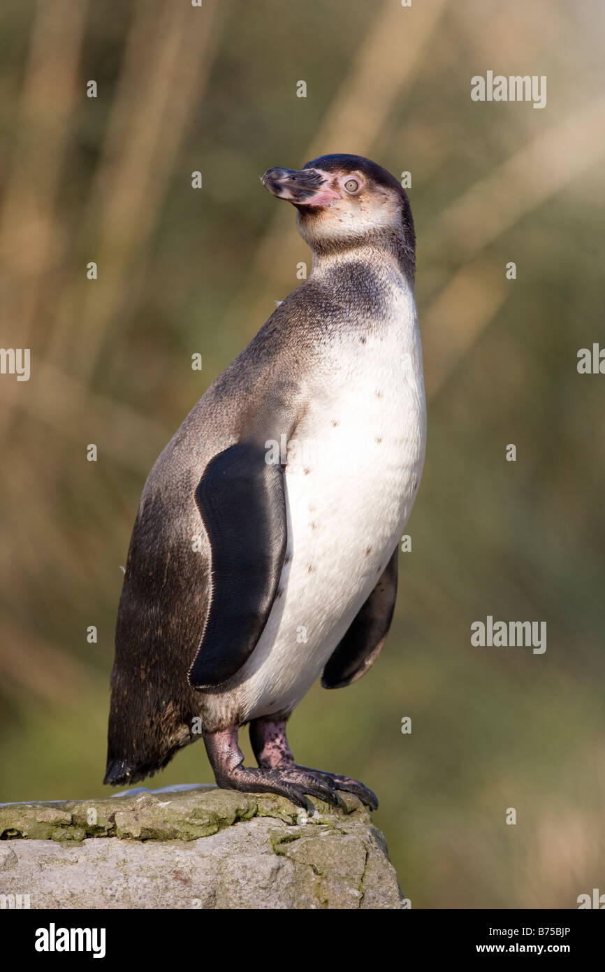 Humboldt Penguin