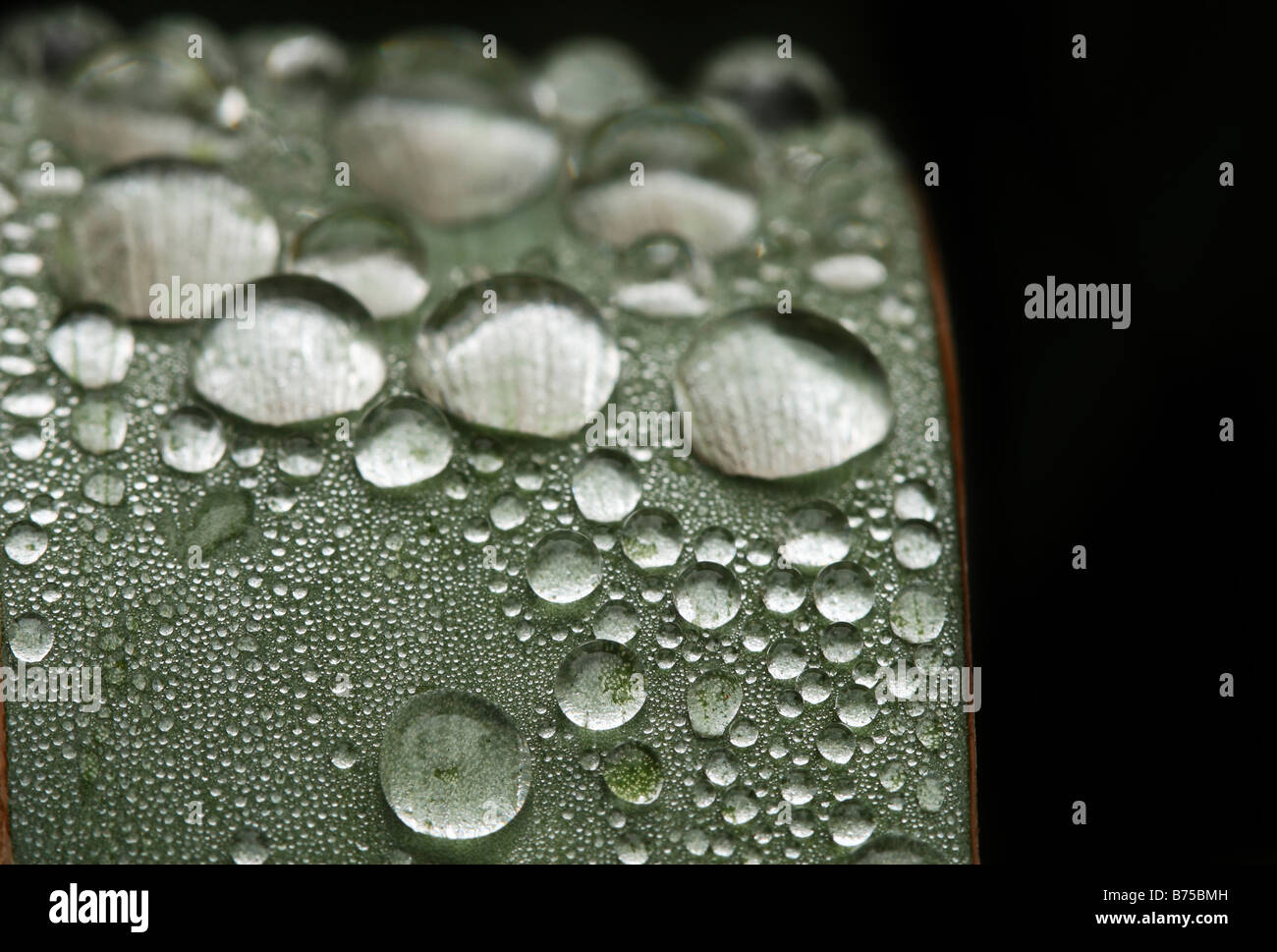 fine close up image of drop on leaf background Stock Photo - Alamy