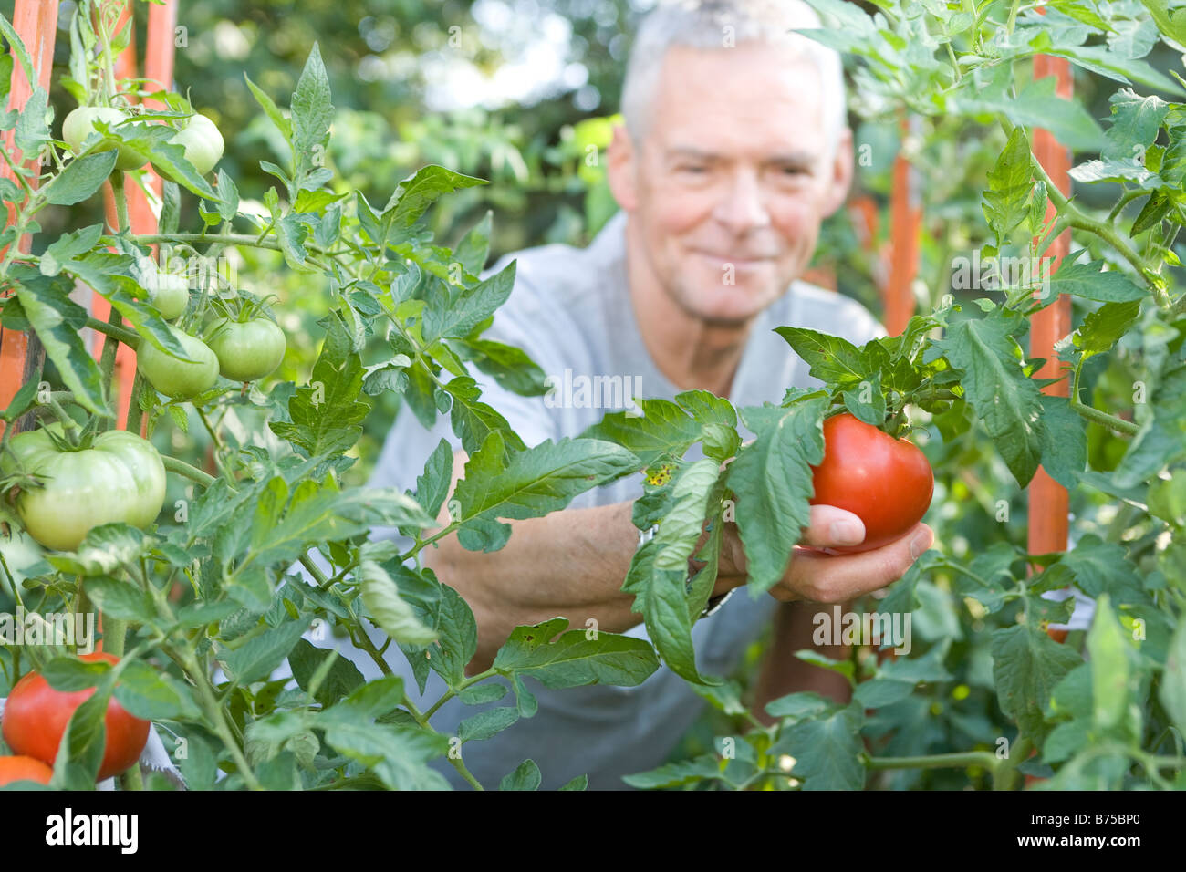 Tomato action hi-res stock photography and images - Alamy
