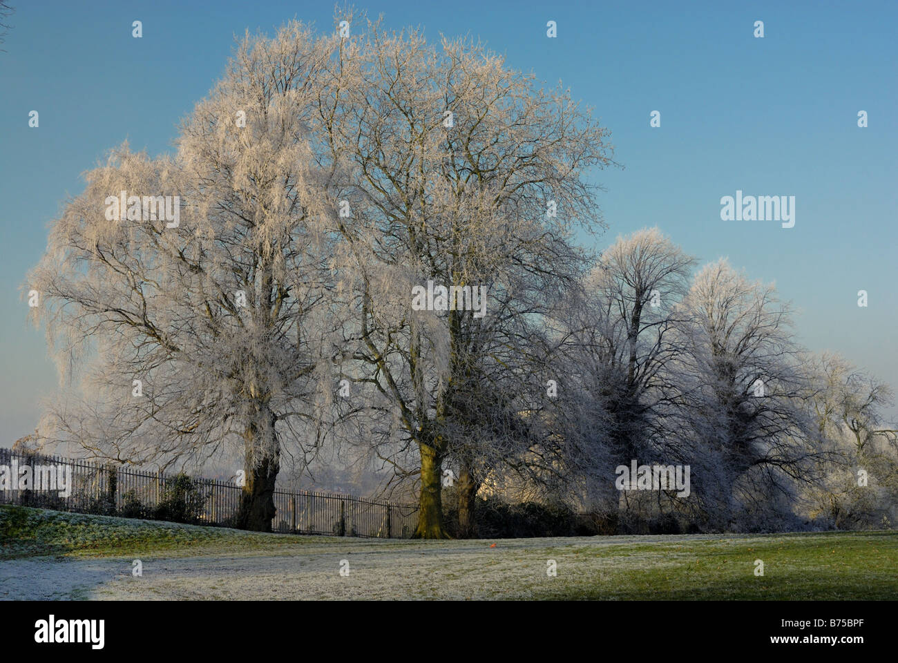 Highly Frosted trees in a public park with blue sky background on a ...