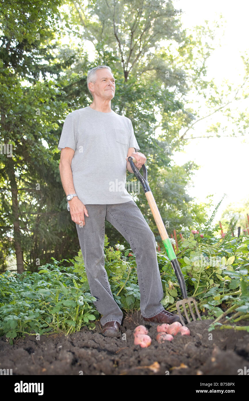 Senior man digging potatoes in garden, Winnipeg, Canada Stock Photo - Alamy