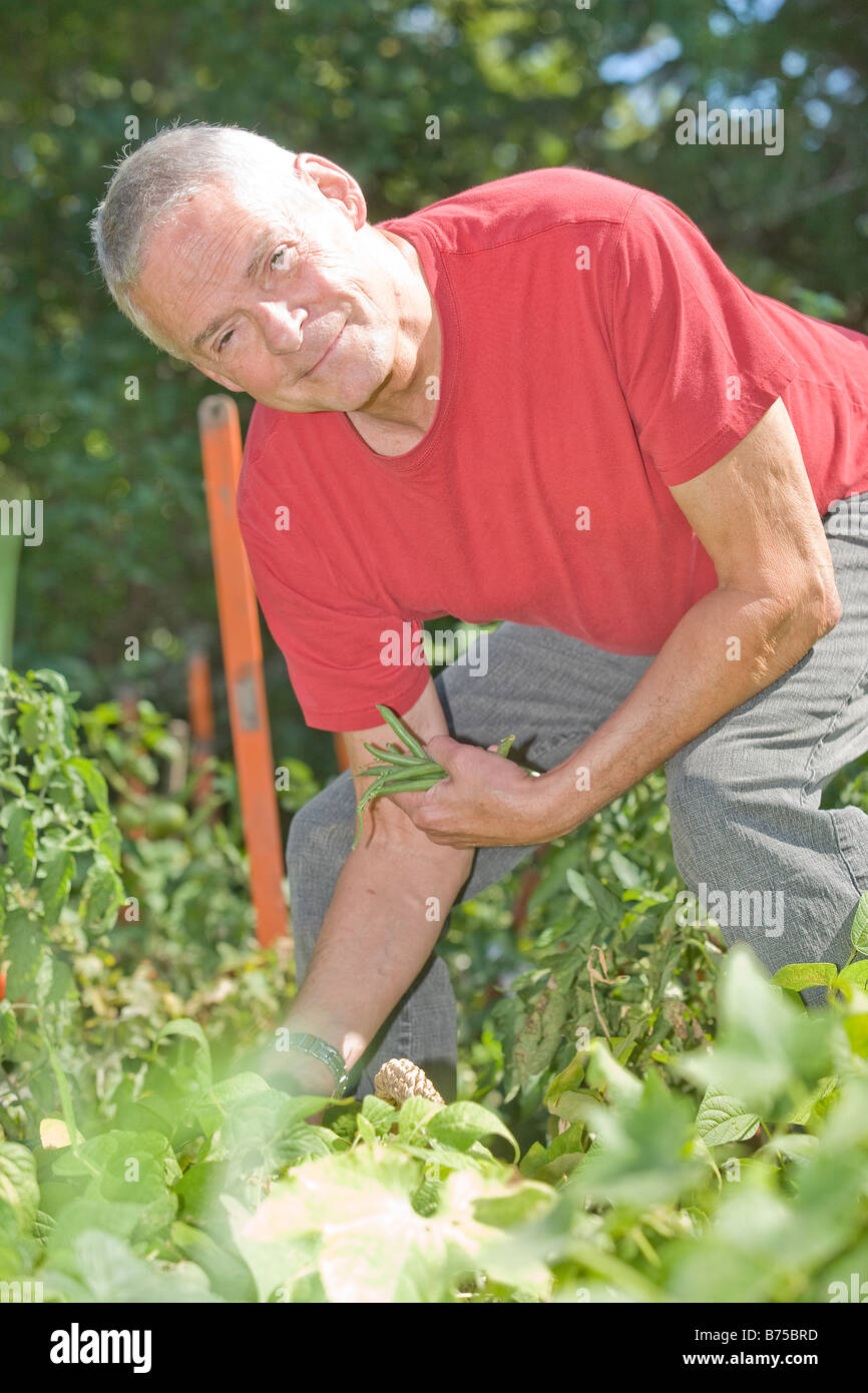 Person picking beans hi-res stock photography and images - Alamy