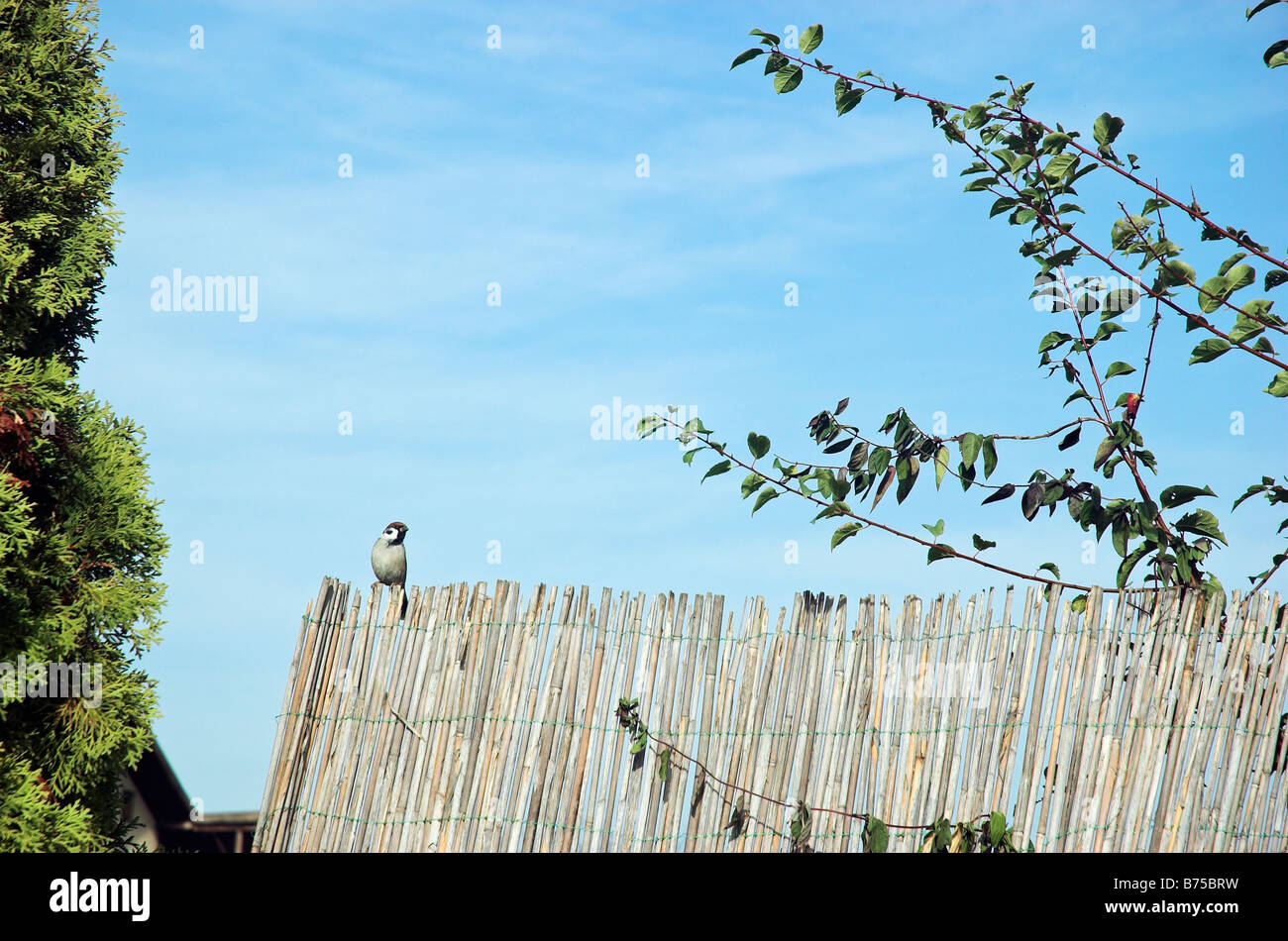 Sparrows birds hi-res stock photography and images - Alamy