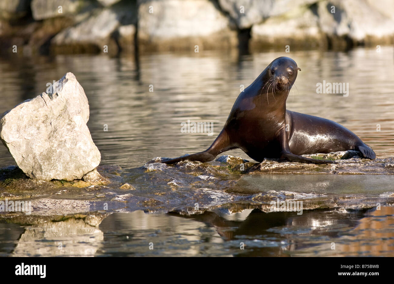 California sea lion hi-res stock photography and images - Alamy