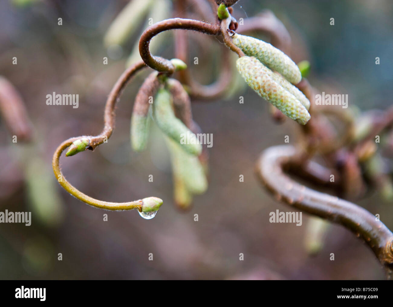 A raindrop on a curly hazel shrub in West Sussex Stock Photo - Alamy