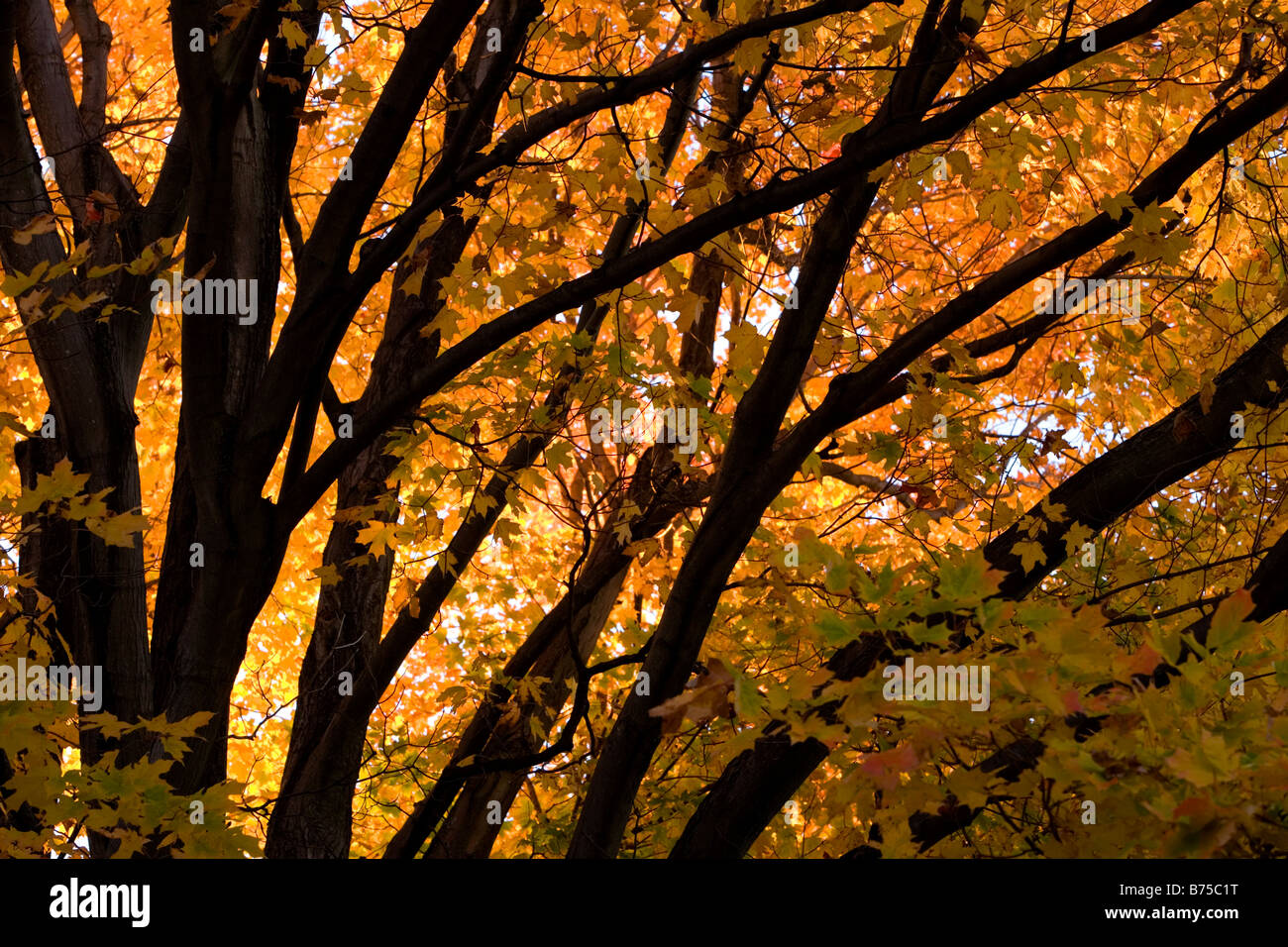 Fall Foliage in Grand Isle VT in the Lake Champlain Islands Stock Photo ...