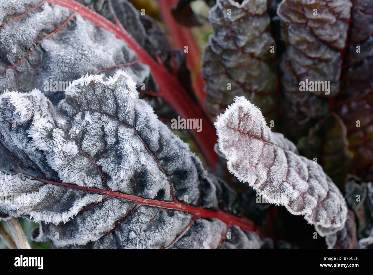 Frost swiss chard hi-res stock photography and images - Alamy