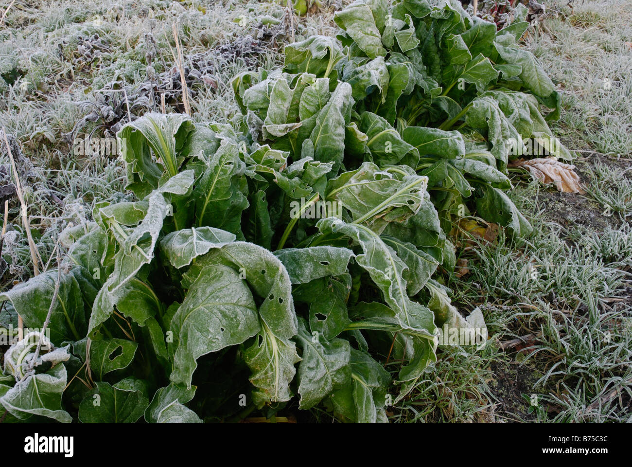 Beet spinach hi-res stock photography and images - Alamy