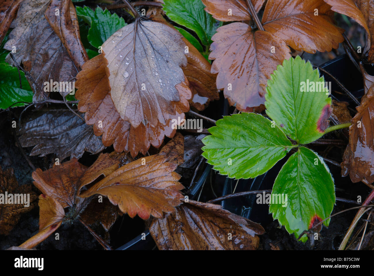 Strawberry Plant Leaves