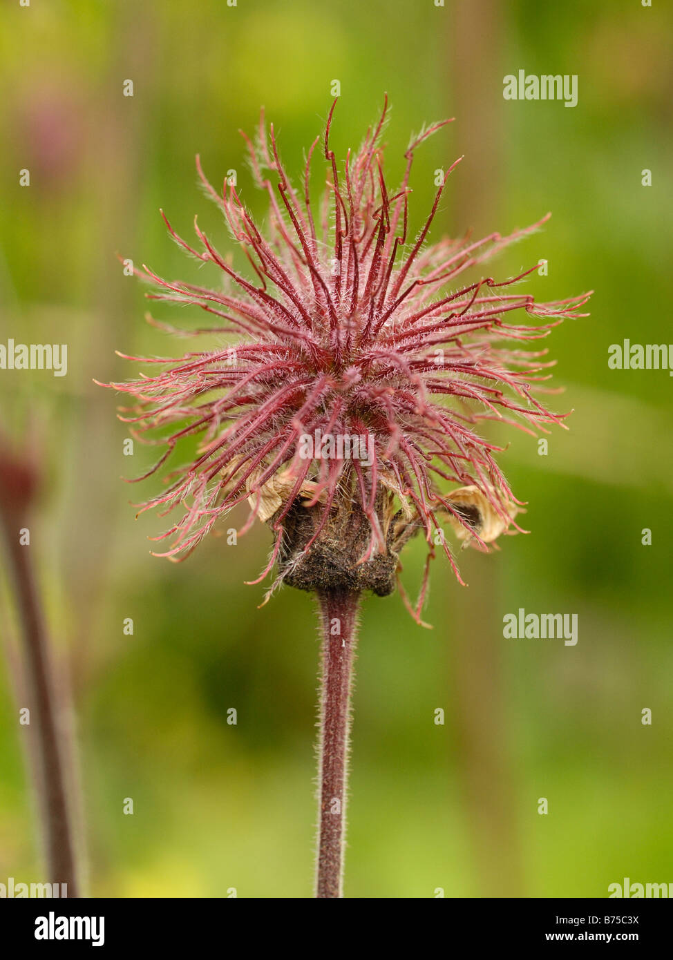 Purple avens hi-res stock photography and images - Alamy
