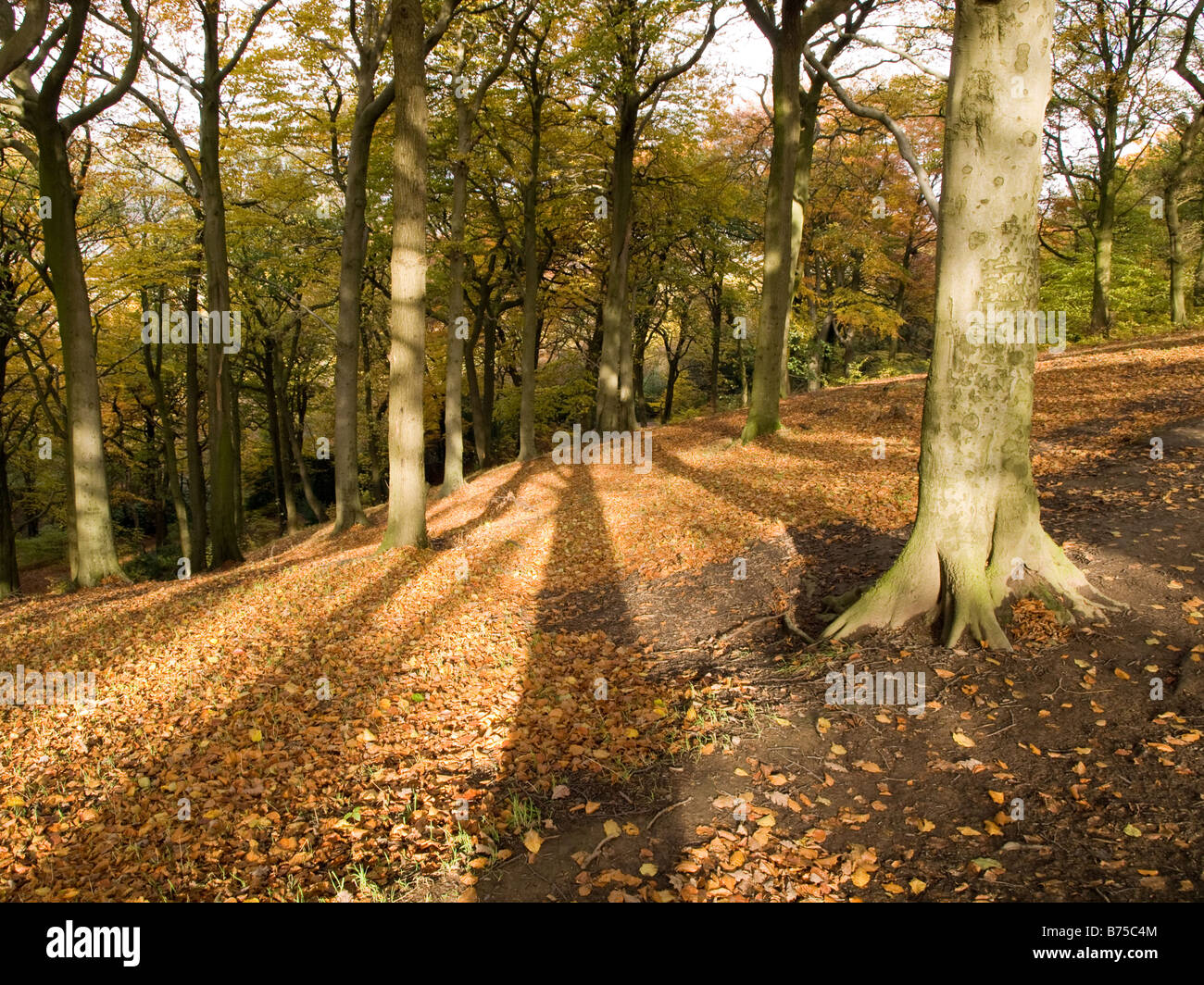 Autumn Golden Brown Trees Scene with Branches Stock Photo - Alamy