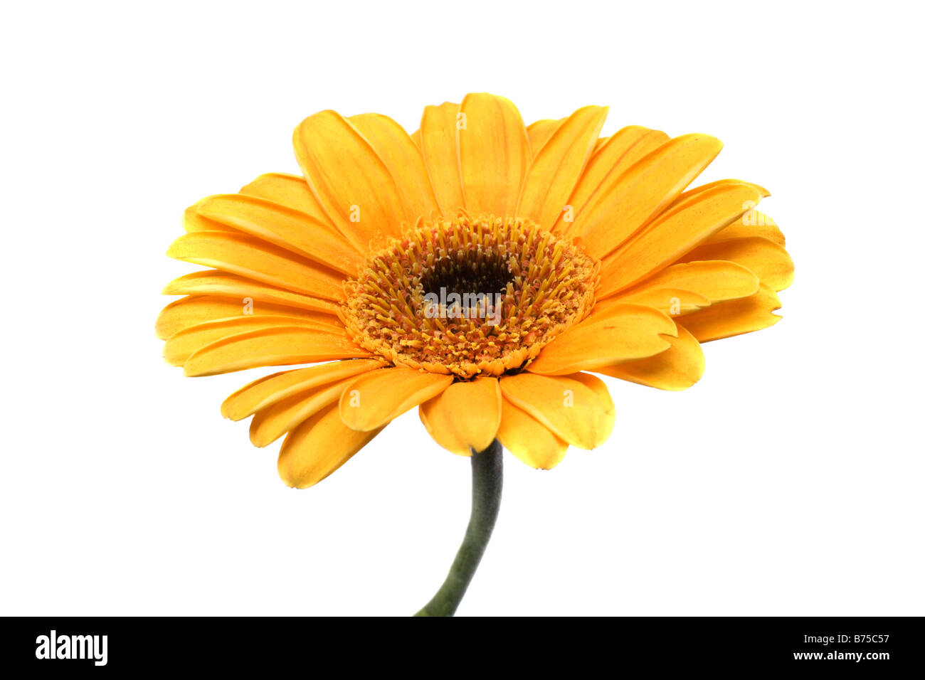 Close up of a big Gerbera isolated over white background Stock Photo ...