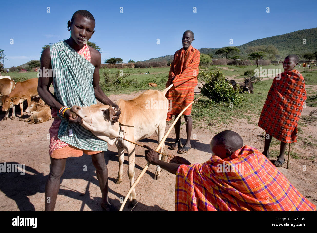 Bleeding cattle hi-res stock photography and images - Alamy