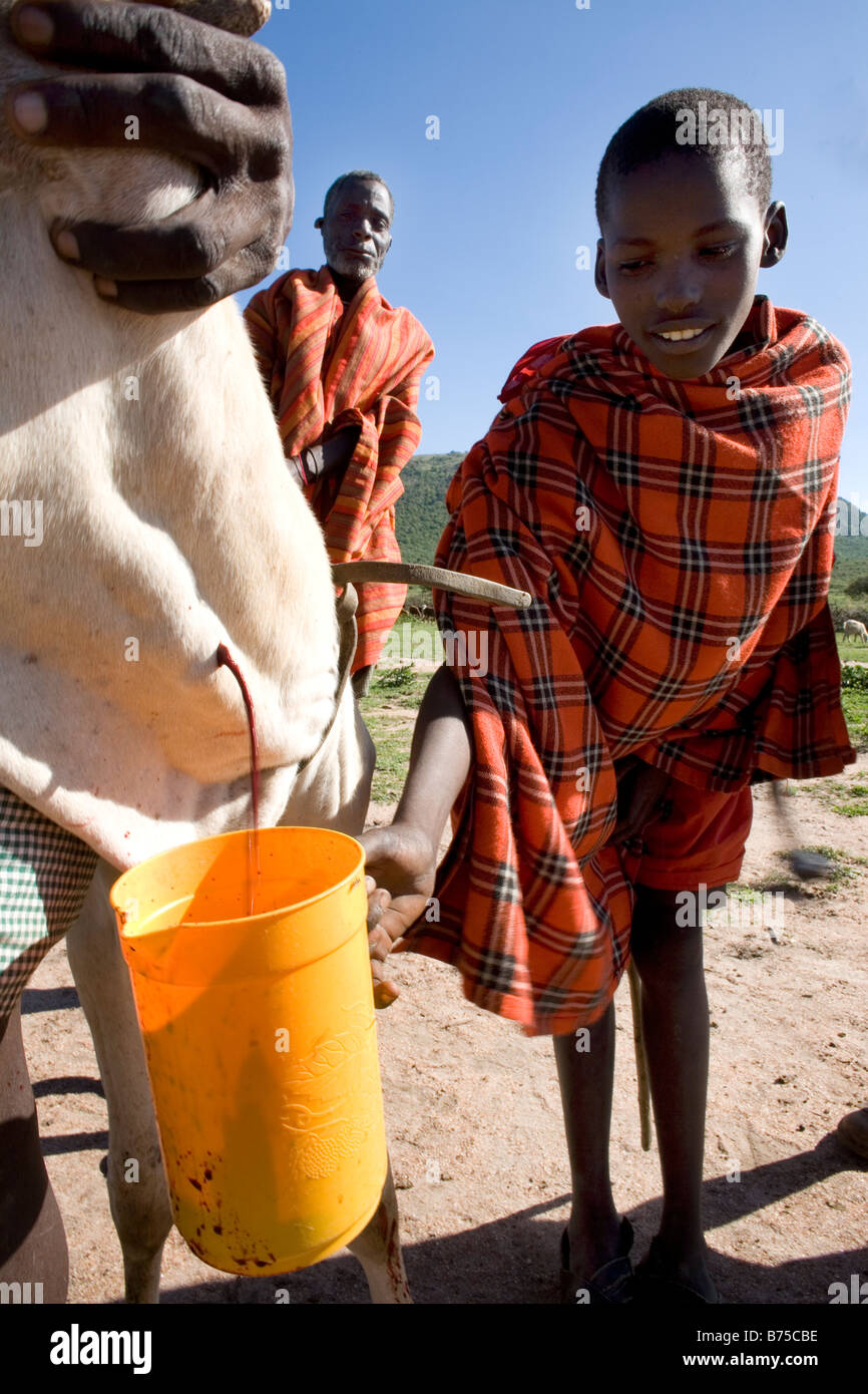 African farmer milking cows hi-res stock photography and images - Alamy