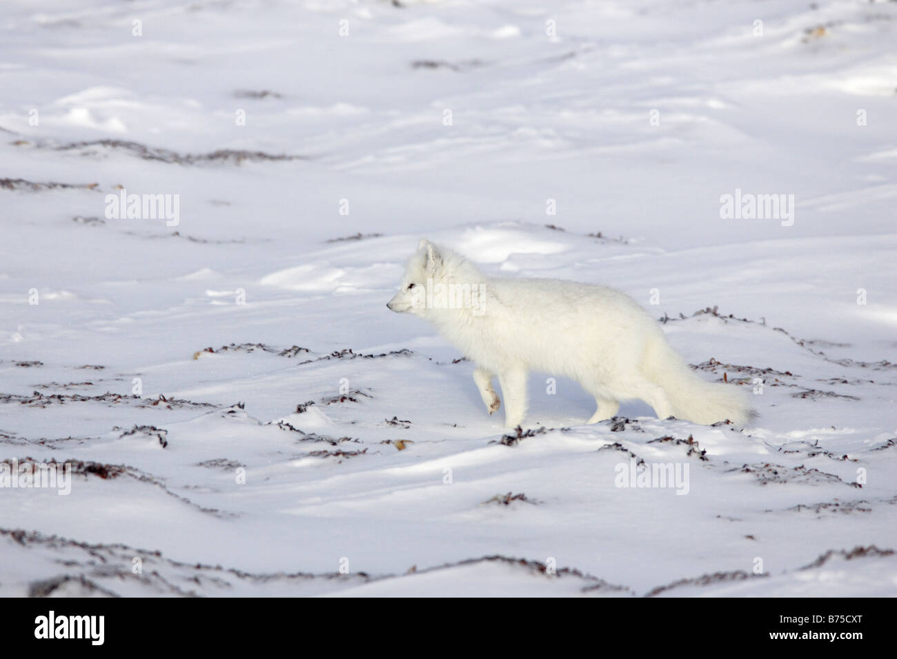 Arctic Fox in the snow Stock Photo - Alamy