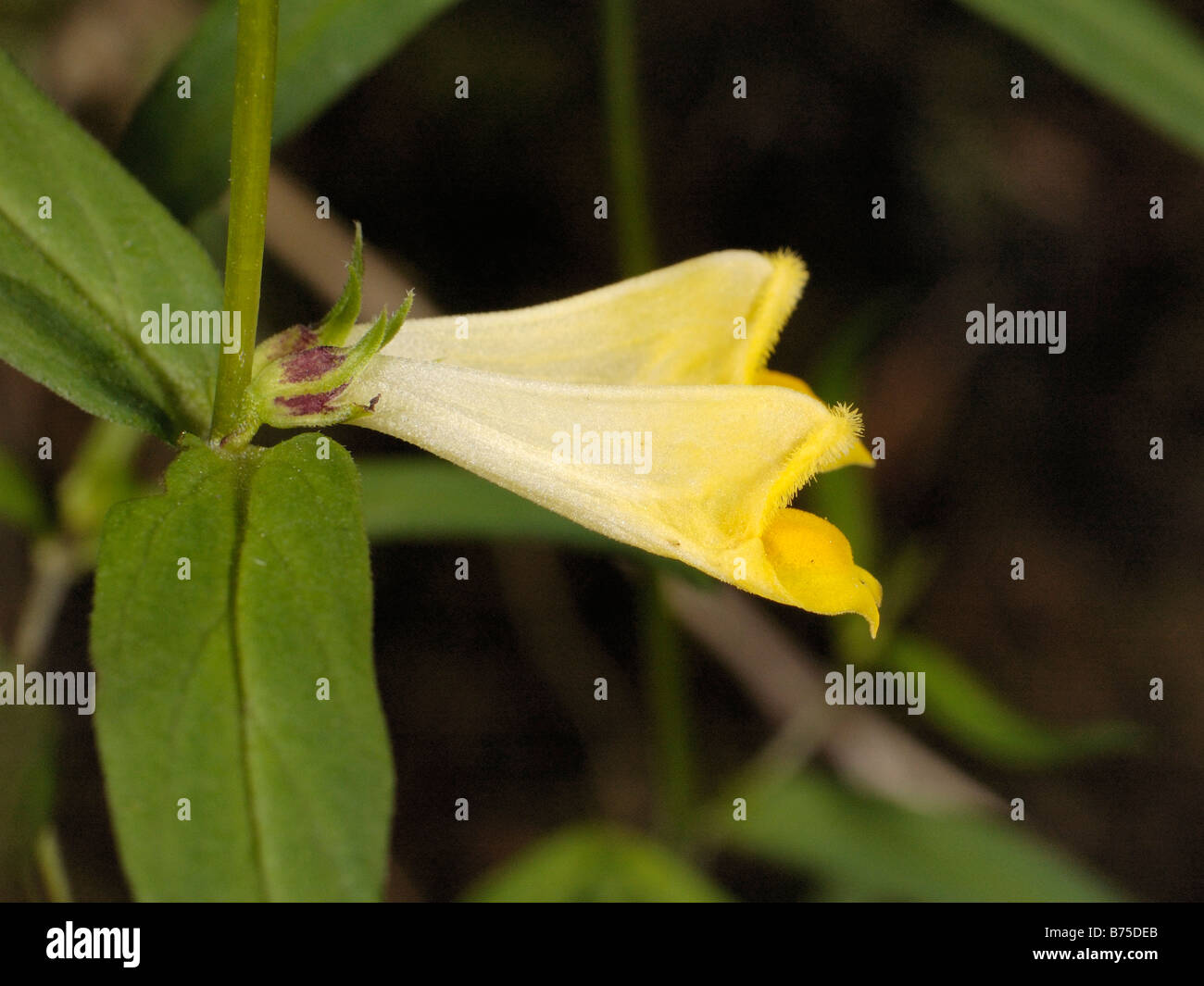 Common Cow-wheat, melampyrum pratense Stock Photo - Alamy