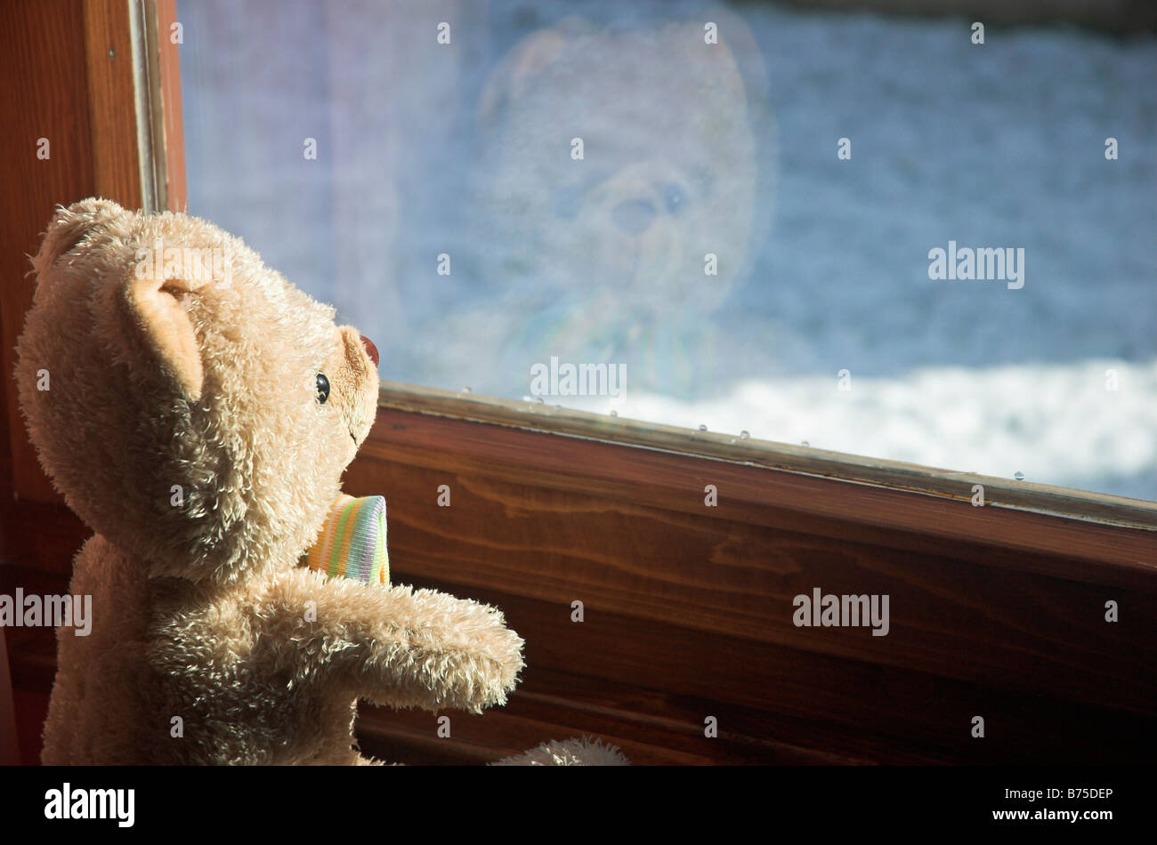 Teddy bear looking out of window Stock Photo - Alamy