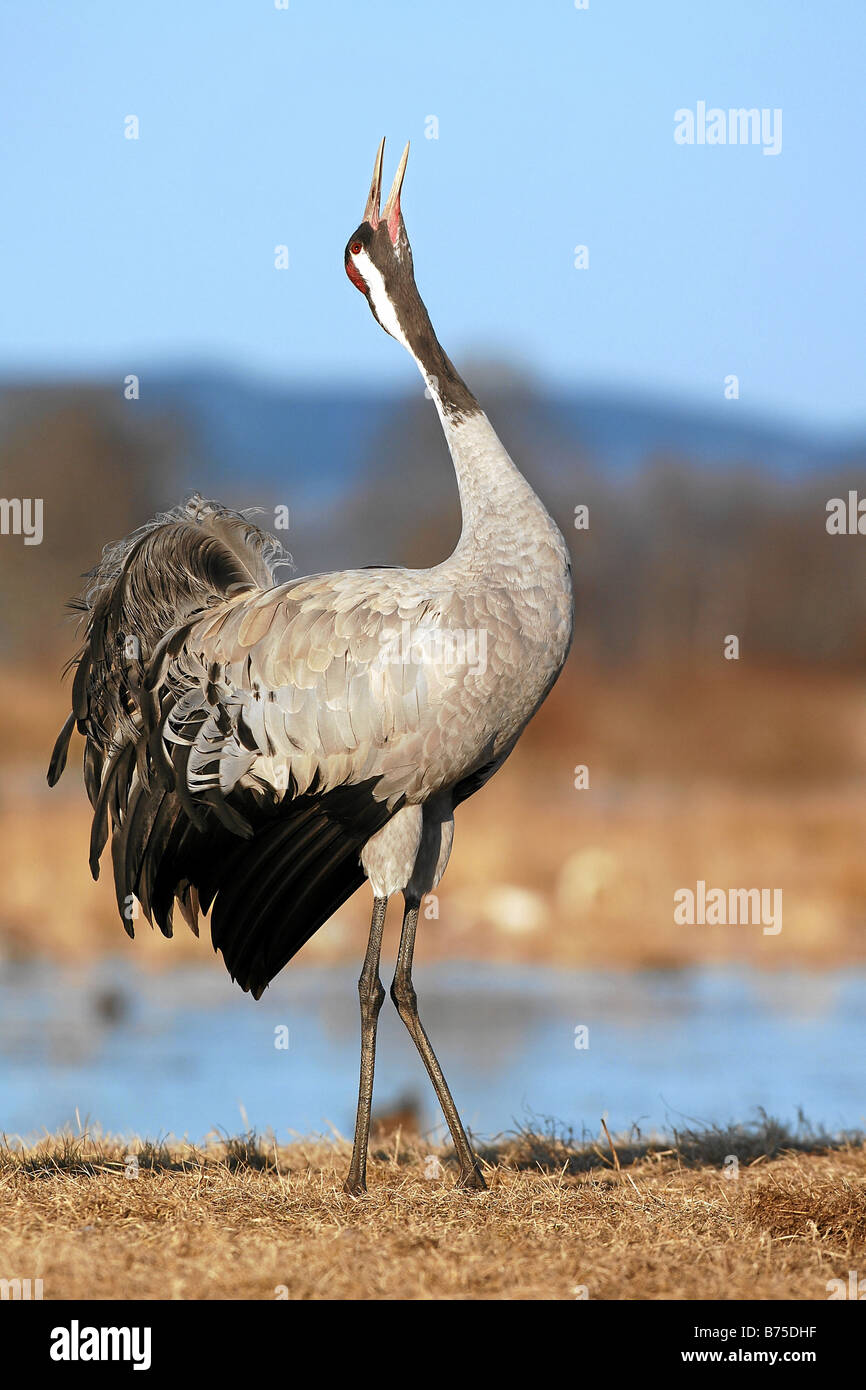 Crane courtship display hi-res stock photography and images - Alamy