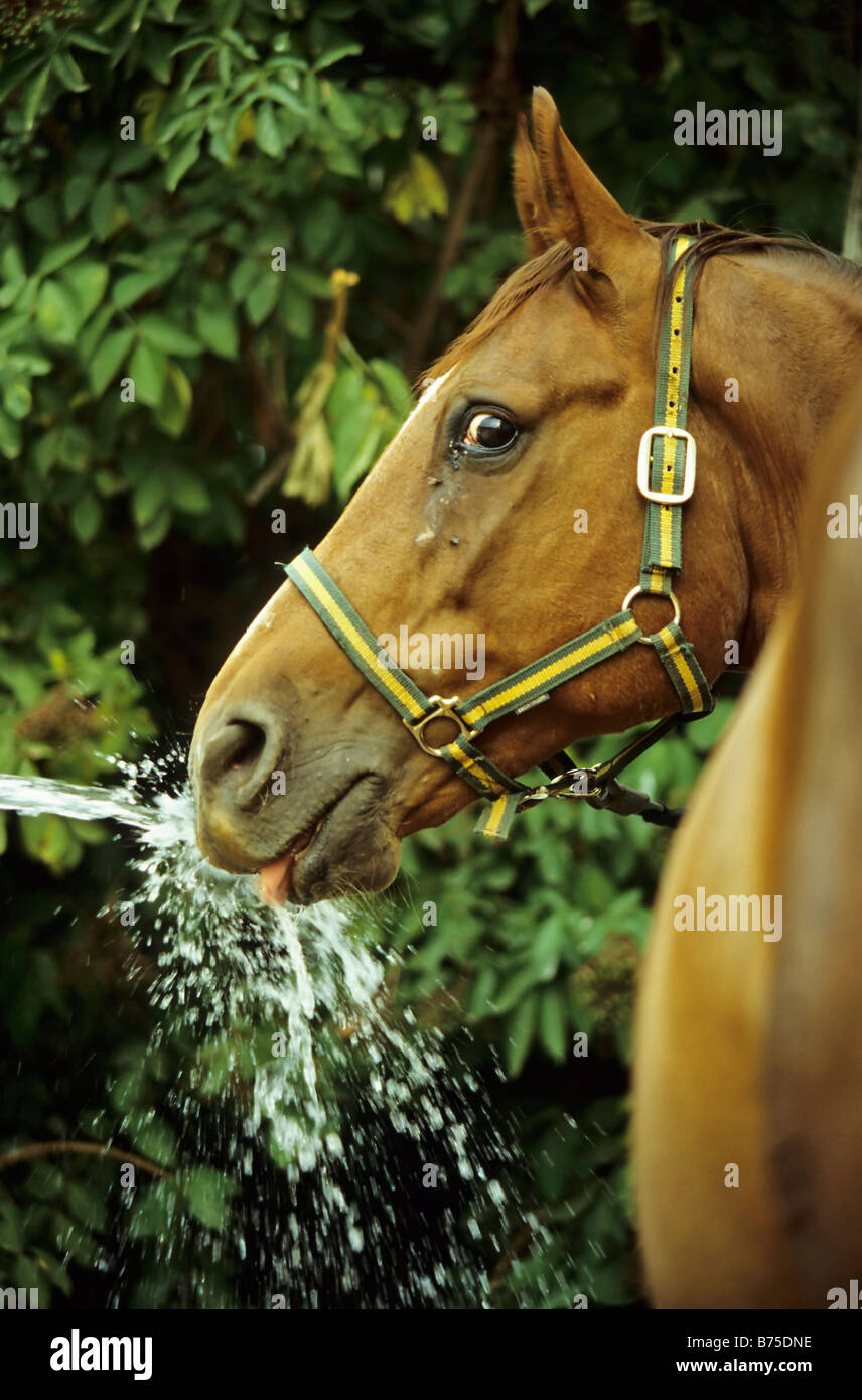 Horse is drinking water at water pipe Stock Photo - Alamy