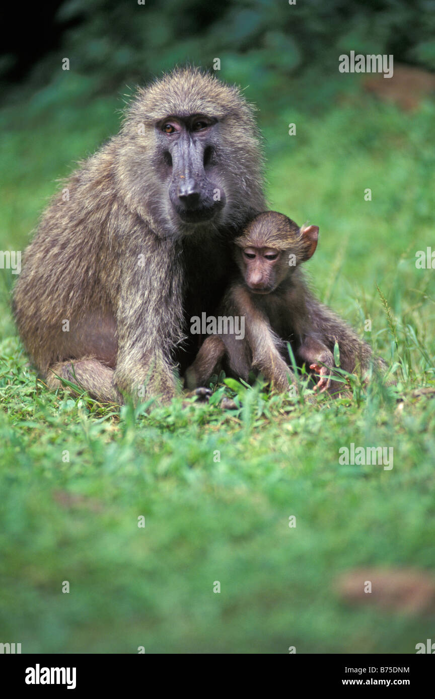 Baboon sitting on grass with youngster Stock Photo - Alamy