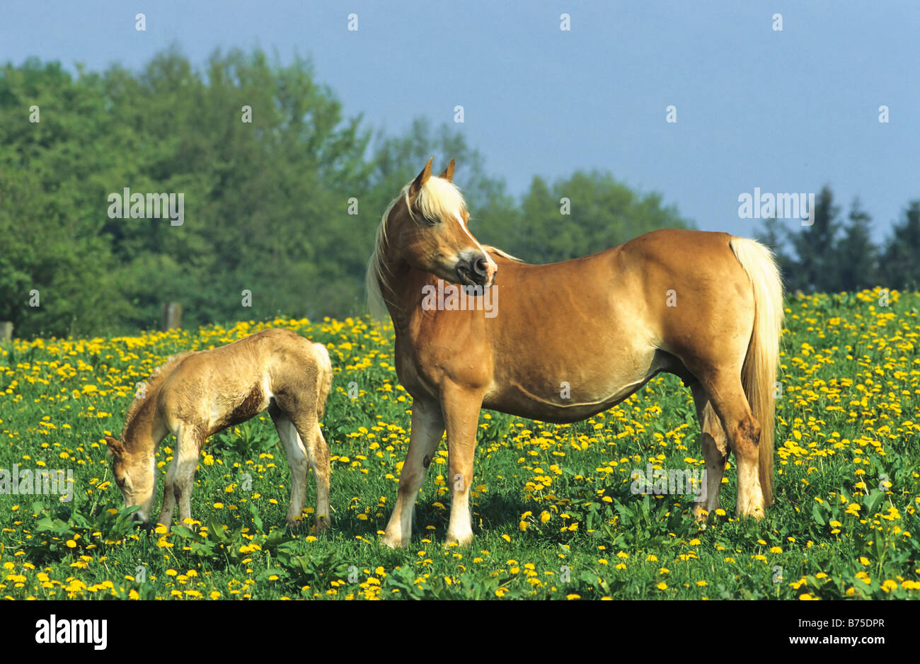 Haflinger Horse mare with foal Stock Photo - Alamy