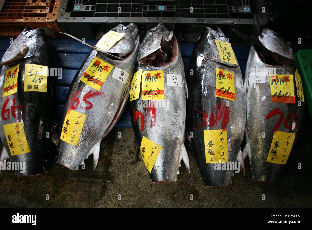 Fish slaughterhouse hi-res stock photography and images - Alamy