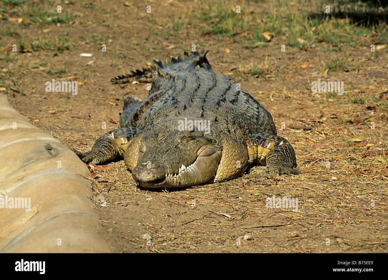 Krokodil australien hi-res stock photography and images - Alamy