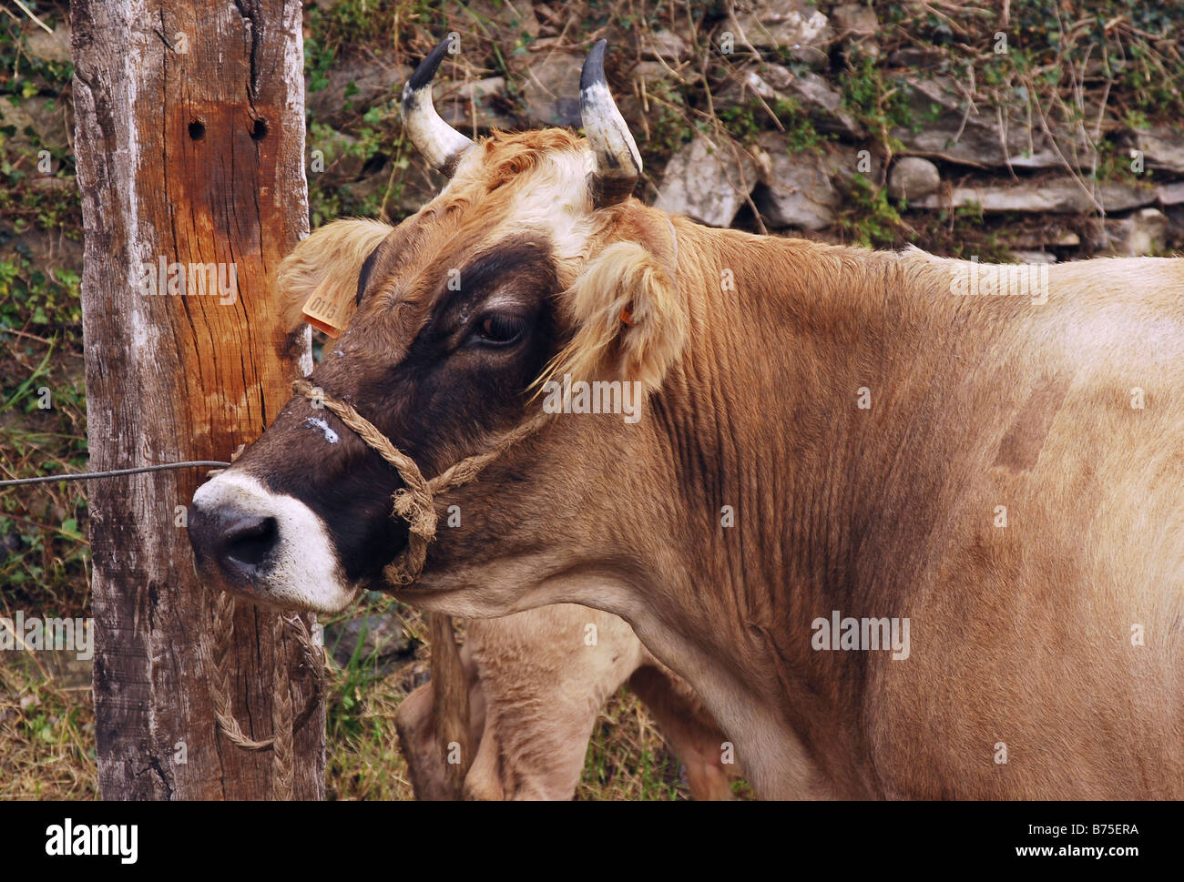 brown cow tied up Stock Photo - Alamy