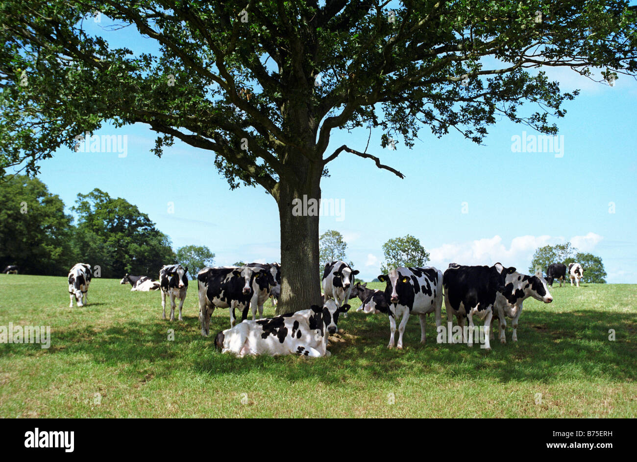 Cows standing under a tree hi-res stock photography and images - Alamy