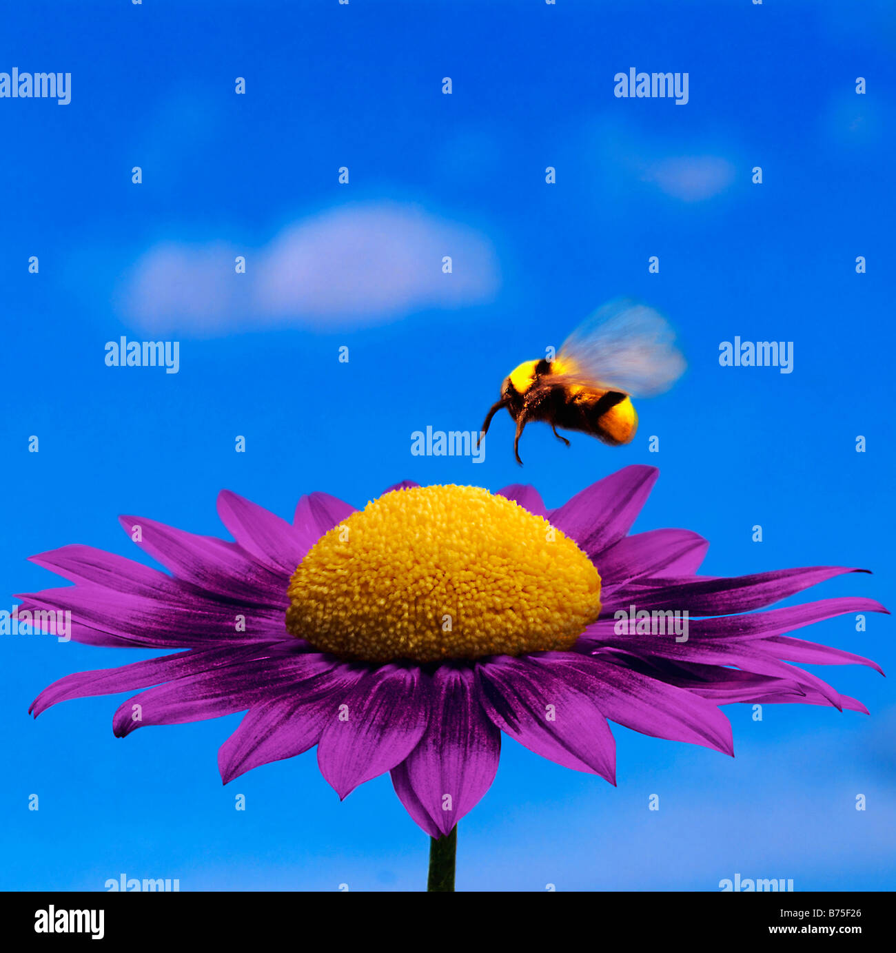 Close-up of a honey bee pollinating a flower Stock Photo - Alamy