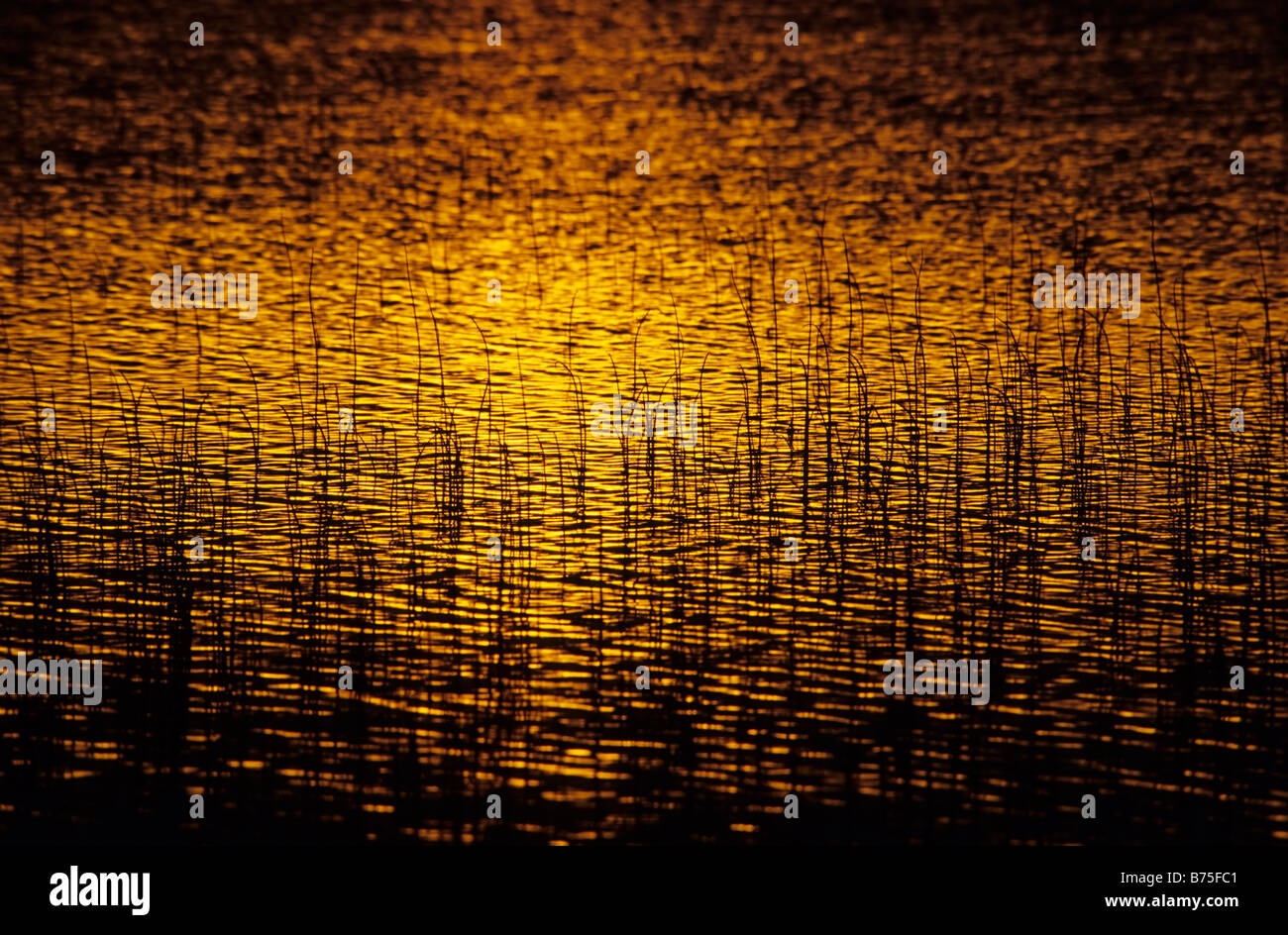 Reed painter hi-res stock photography and images - Alamy