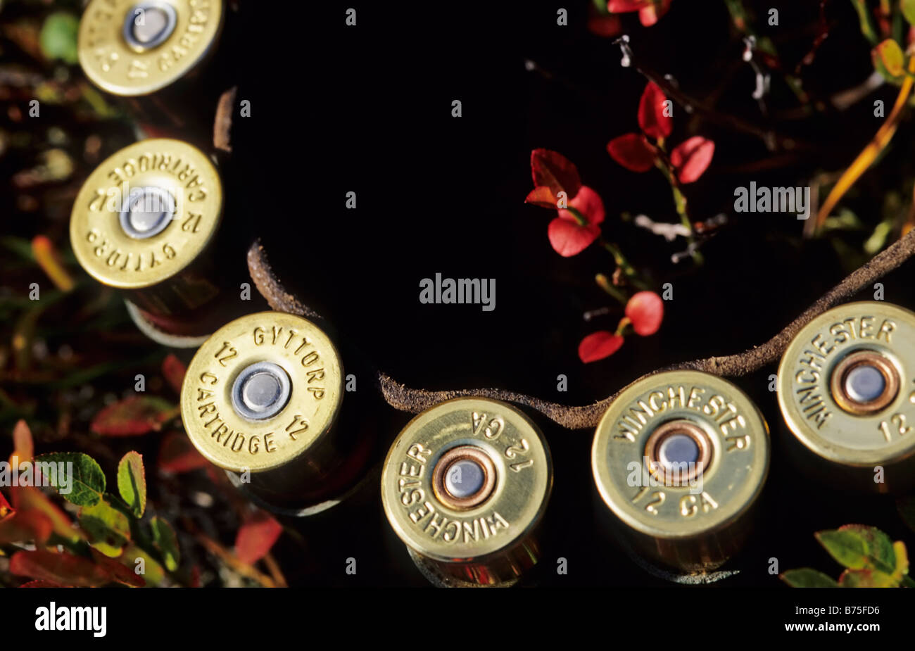 bandoleer with cartridge from sweden Stock Photo - Alamy