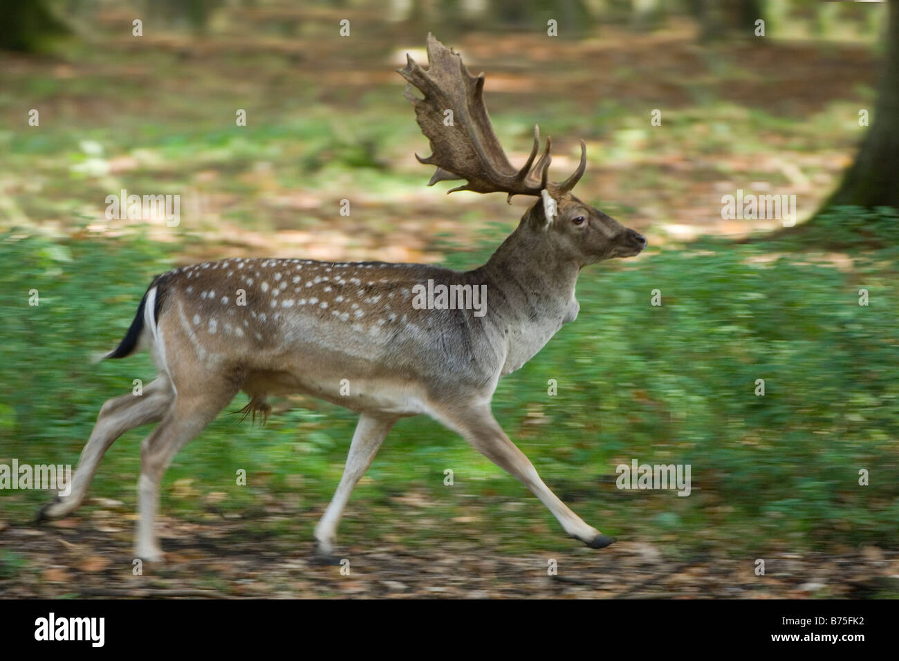 fallow deer ongoing germany Stock Photo - Alamy