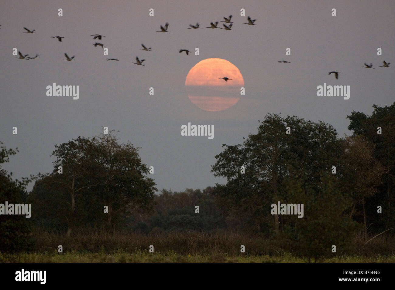 migration cranes at the full moon Stock Photo - Alamy