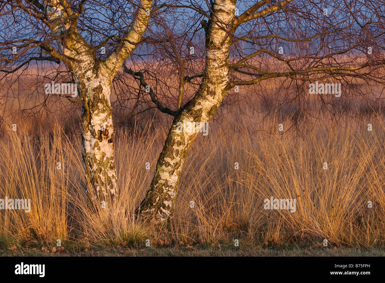 Downy birches in hi-res stock photography and images - Alamy